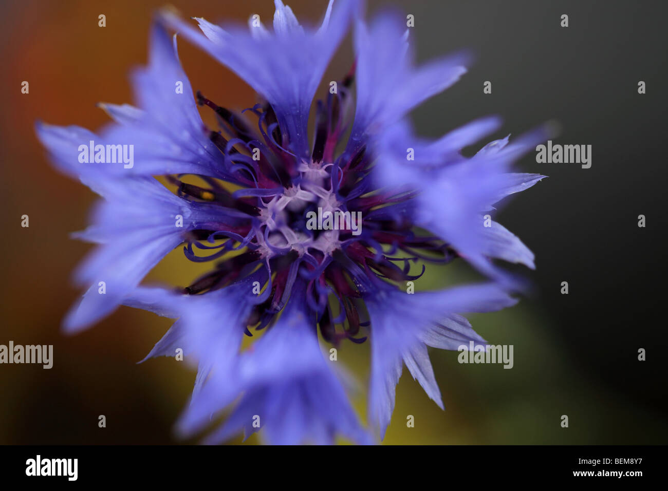 Cornflower photographed from above at Vane Farm Scotland Stock Photo ...