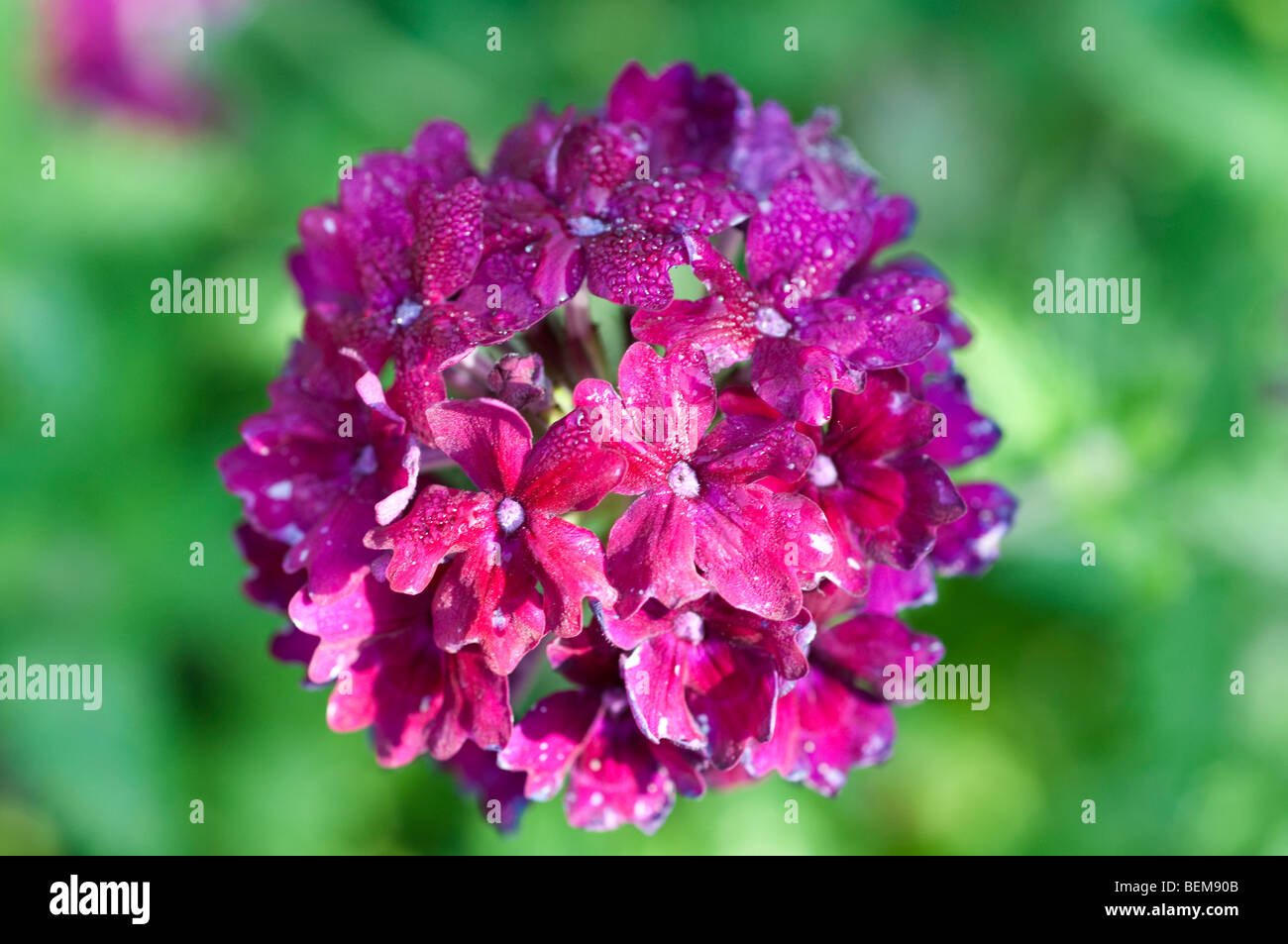 Claret Color High Resolution Stock Photography and Images - Alamy