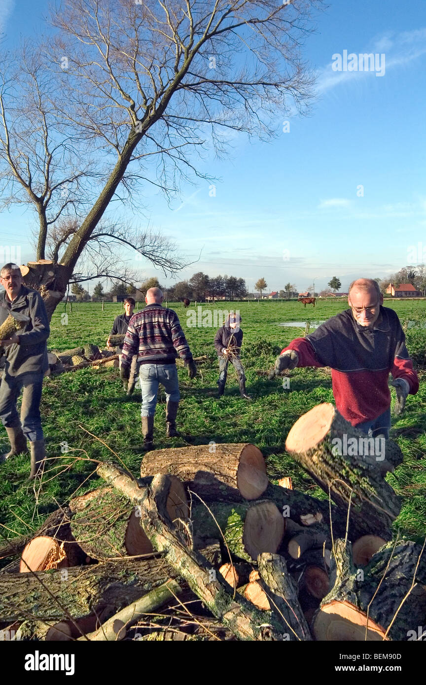 Volunteers pruning willow trees during maintenance works in nature ...