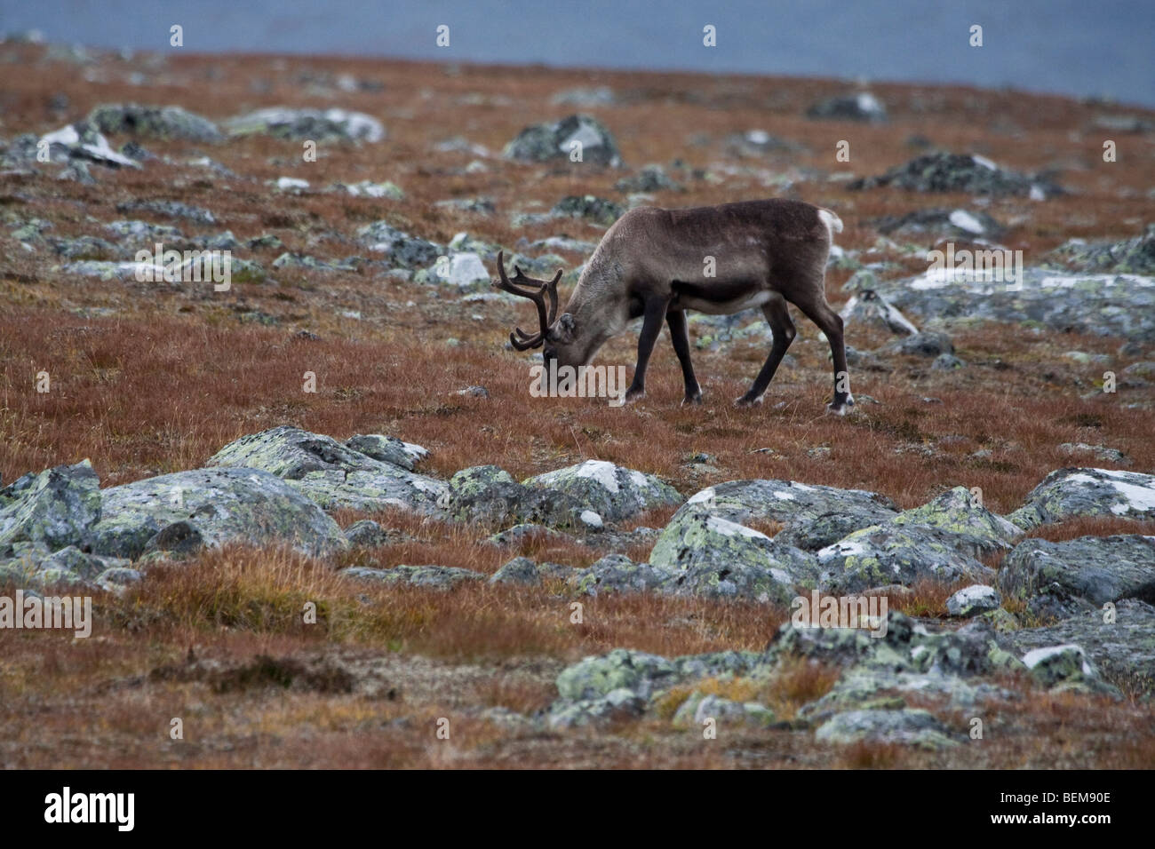 Sarek National Park Stock Photo - Alamy