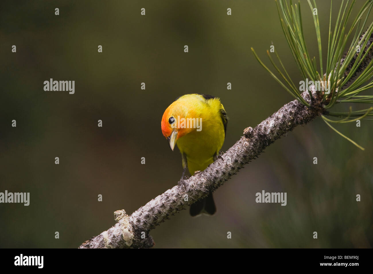 Western tanager colorado rocky mountain hi-res stock photography and ...
