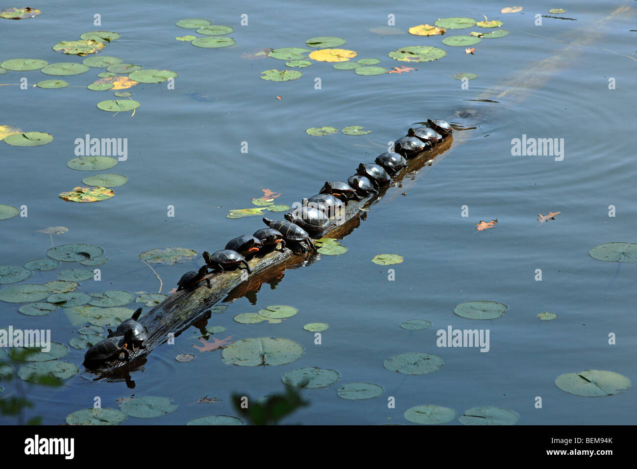 A log with many red snapper turtles basking in the sunshine Stock Photo ...