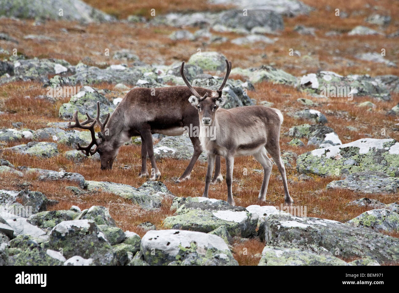 Sarek National Park Stock Photo - Alamy