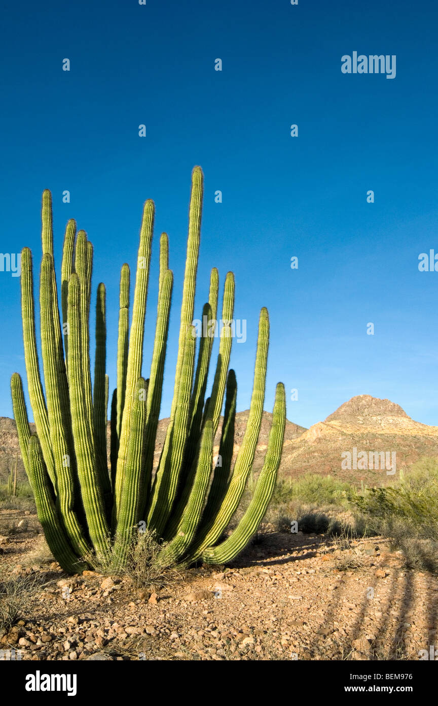 Organ pipe cacti (Stenocereus thurberi) in the Sonoran desert, Organ ...