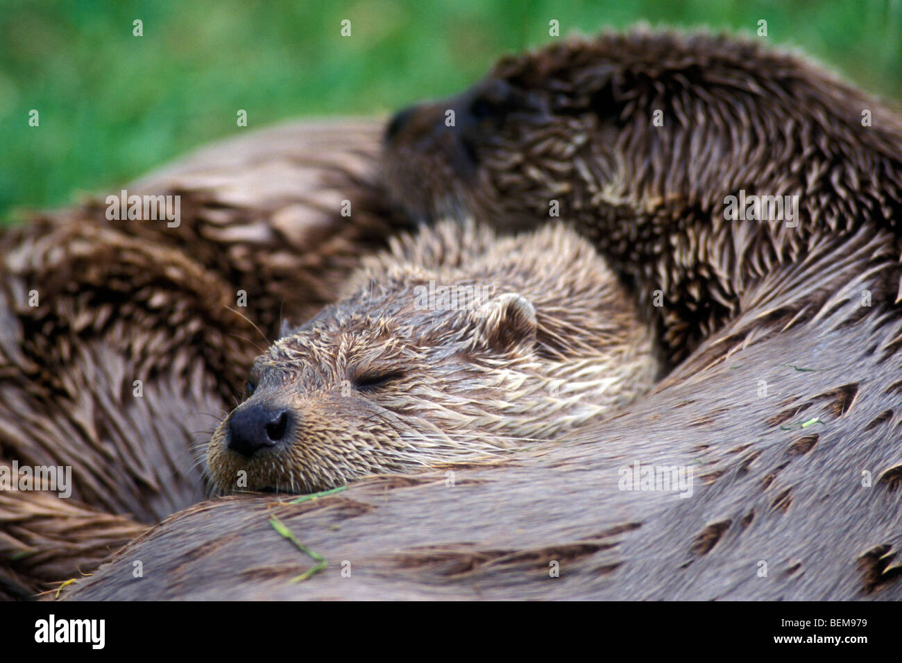 Two cute European river otters (Lutra lutra) sleeping together on river bank, Scotland, UK Stock ...