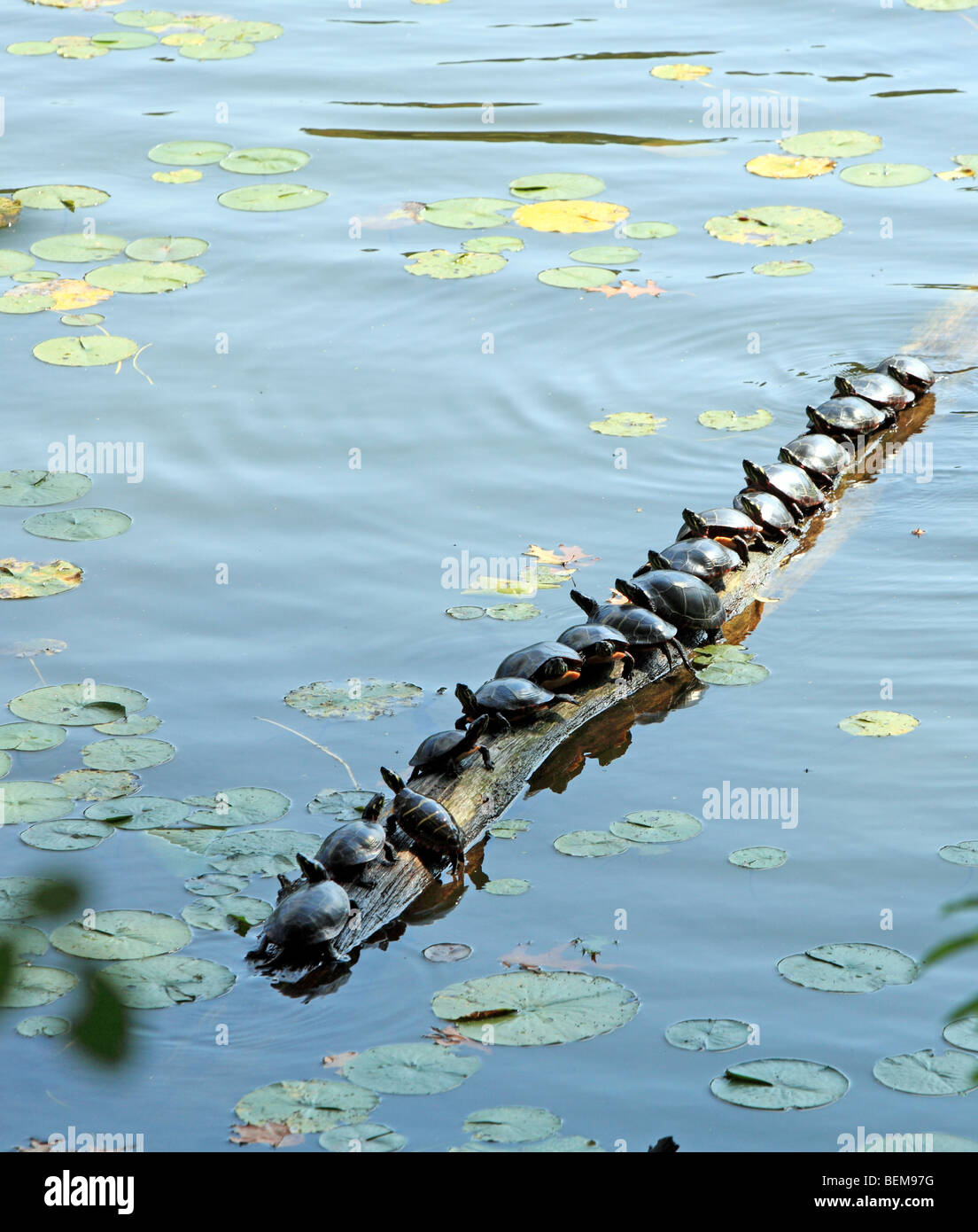 A log with many red snapper turtles basking in the sunshine Stock Photo ...