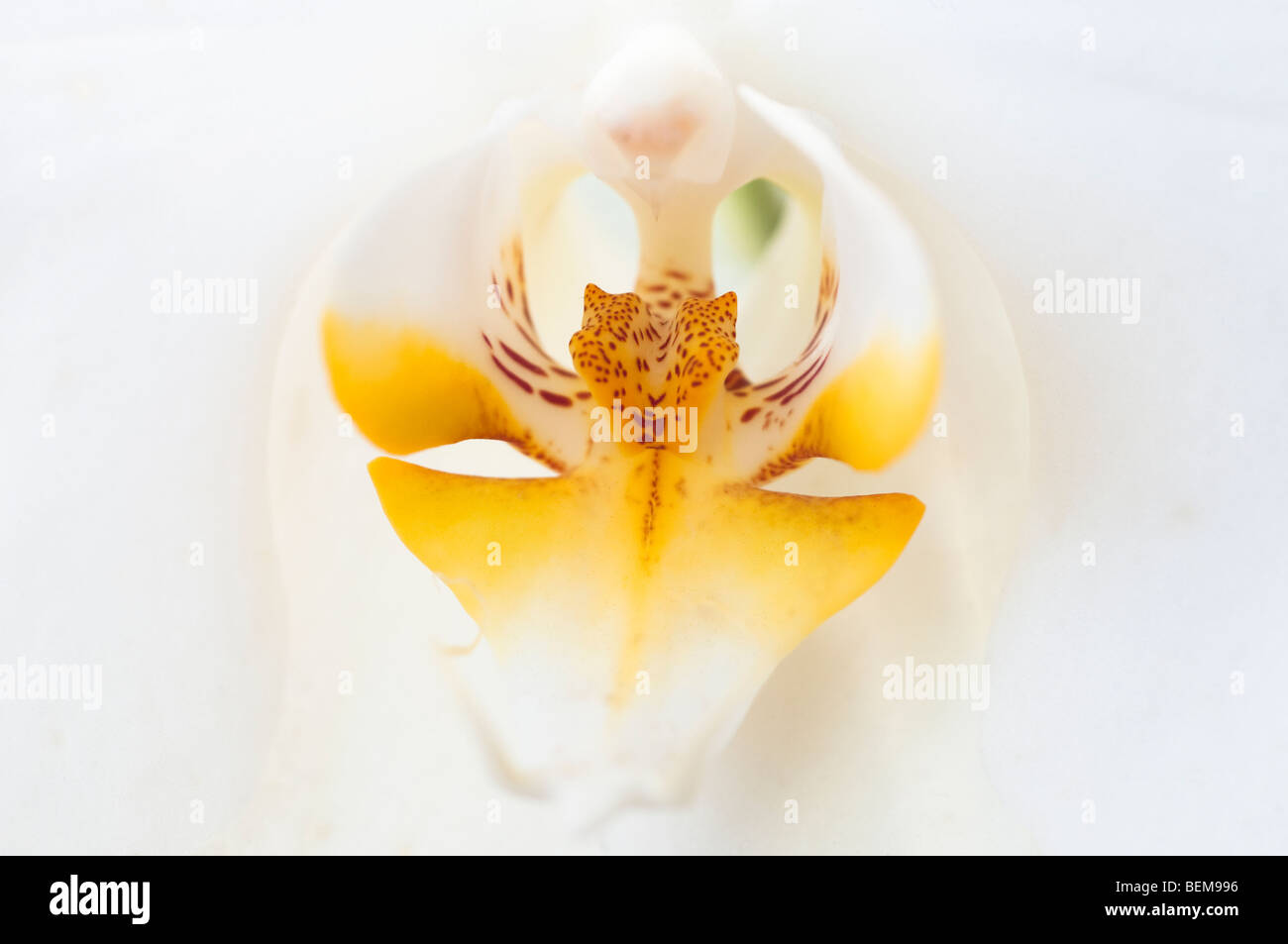 Close up of an Orchid Stock Photo - Alamy