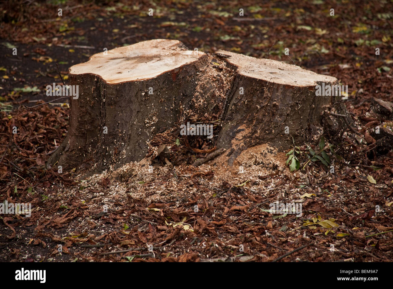 Tree stumps, Wanstead Park, London, England Stock Photo - Alamy