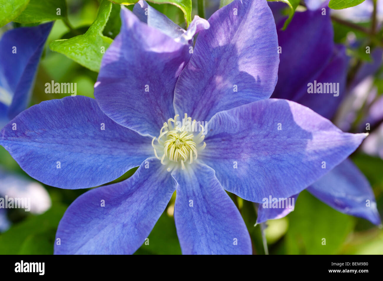 Single delight hi-res stock photography and images - Alamy