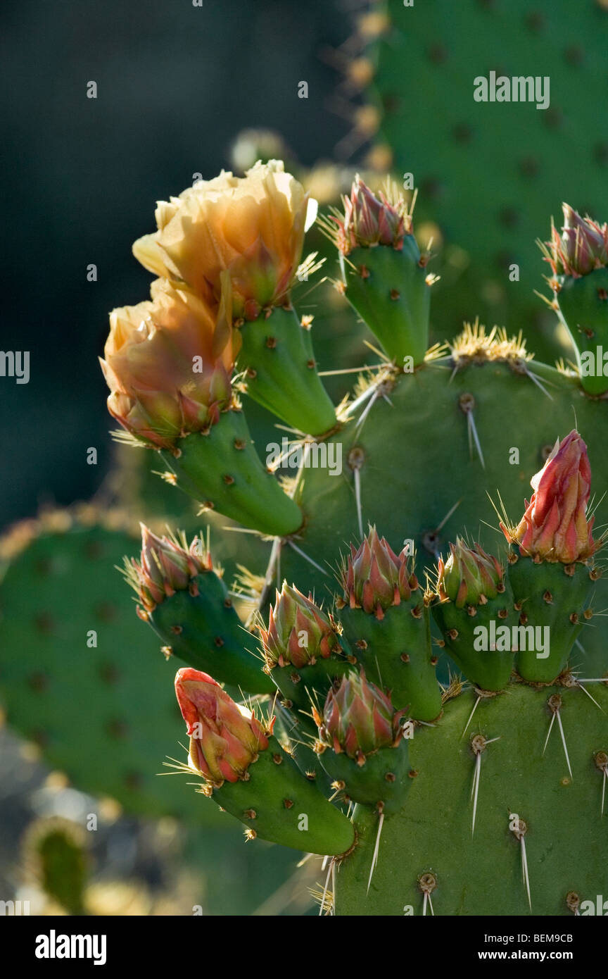 Engelmann Prickly Pear Cactus High Resolution Stock Photography and ...