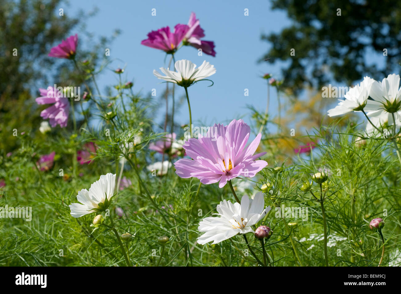 Cosmos bipinnatus hi-res stock photography and images - Alamy
