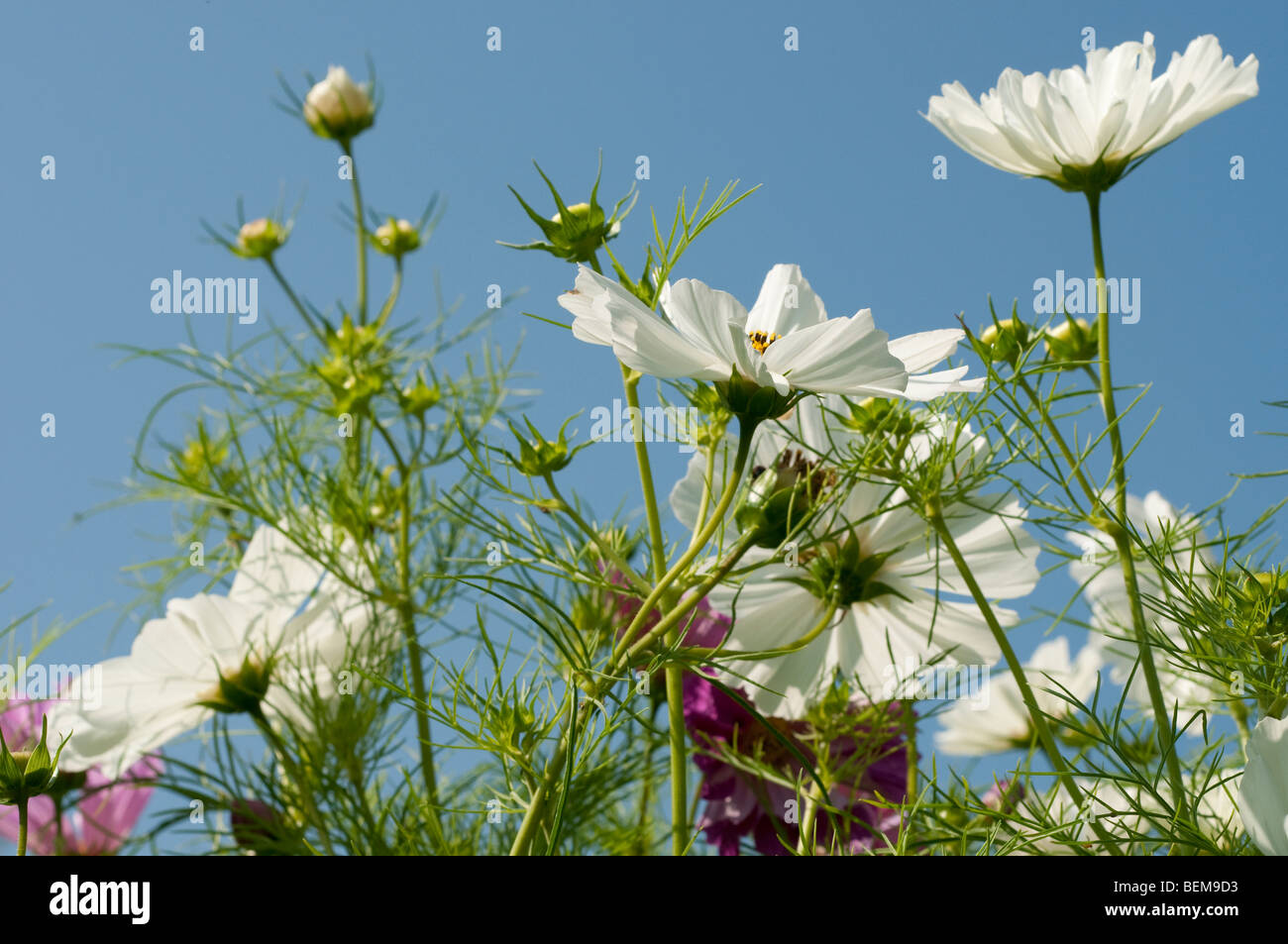 Flower head bipinnatus cosmos flora hi-res stock photography and images ...