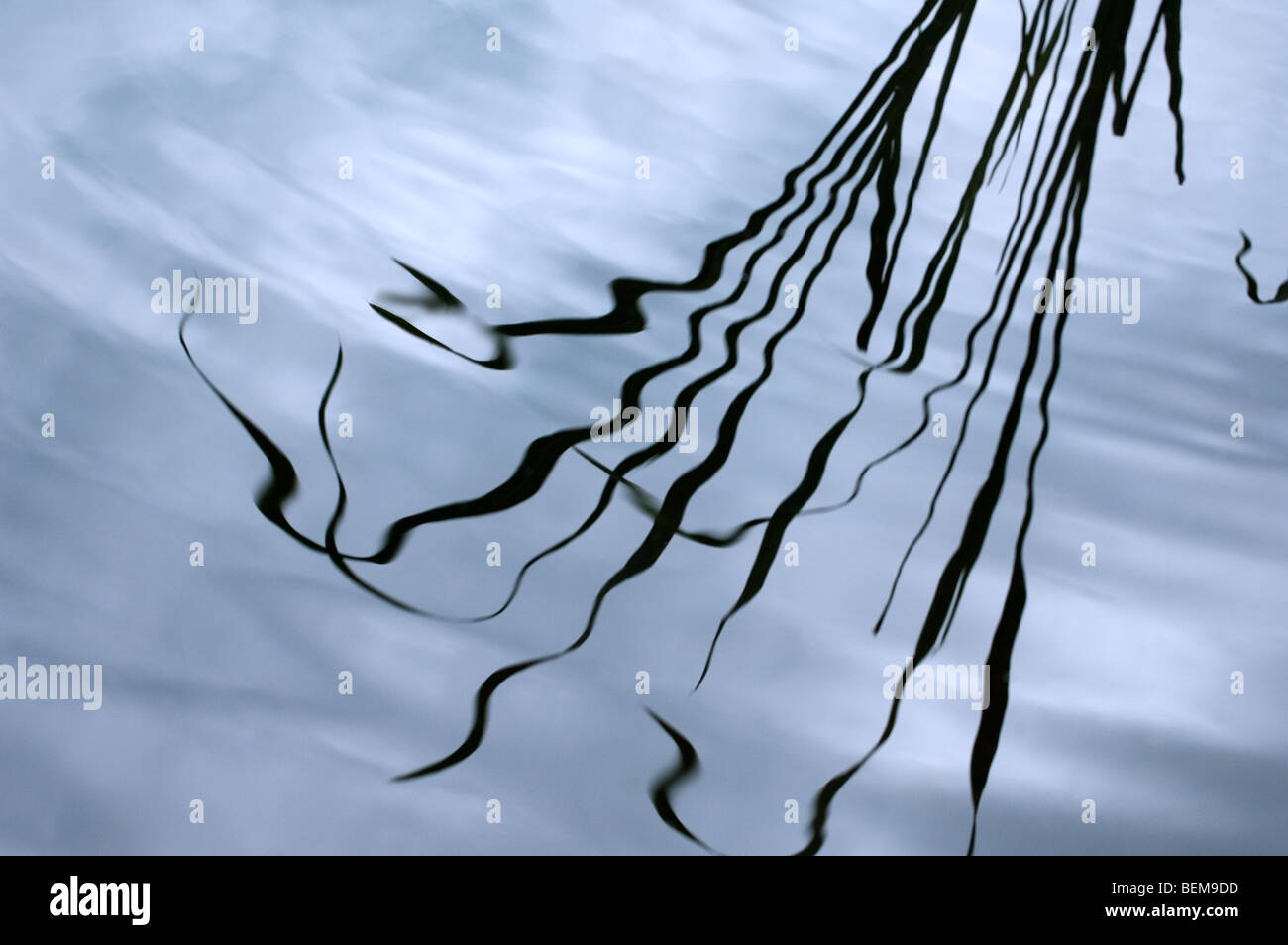 Reed in hi-res stock photography and images - Alamy