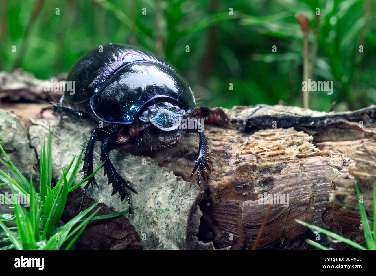 Dor Beetle High Resolution Stock Photography and Images - Alamy