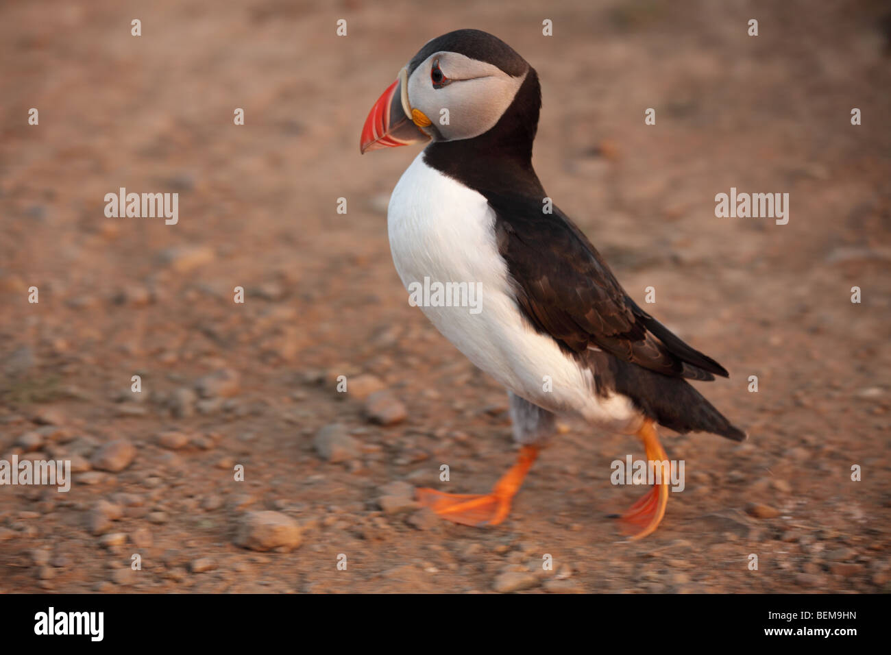 Skomer island puffins Stock Photo - Alamy
