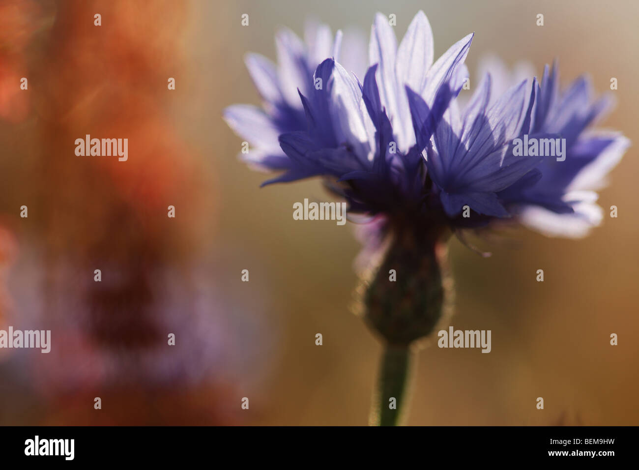 Side on view of Cornflower photographed at Vane Farm, Scotland Stock ...
