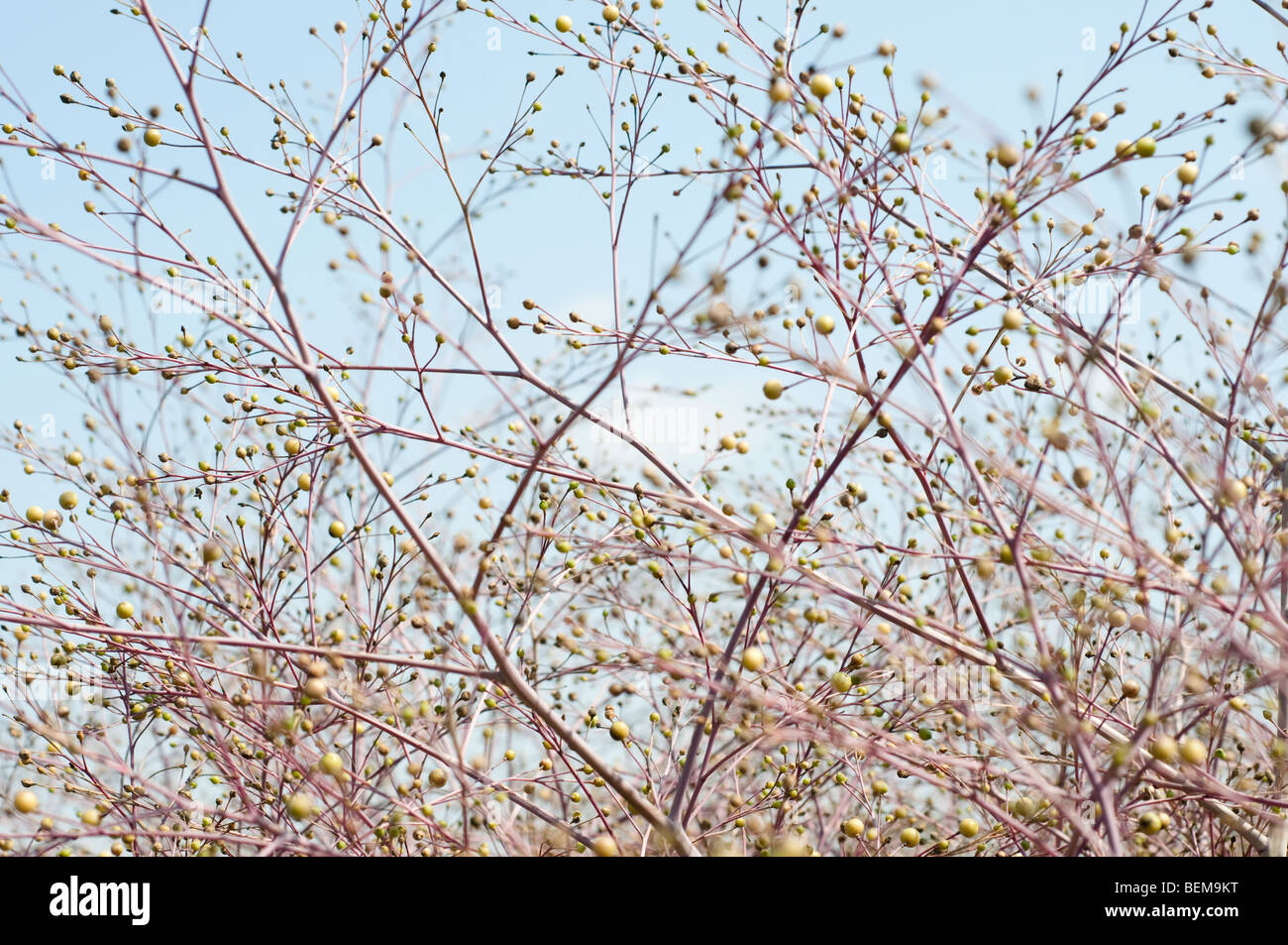 Crambe cordifolia hi-res stock photography and images - Alamy