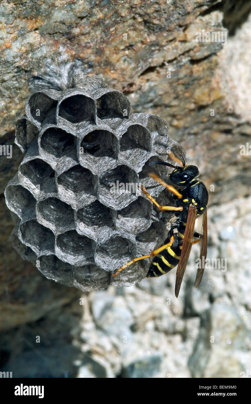 European paper wasp (Polistes dominulus) on nest in rock face, Gran ...