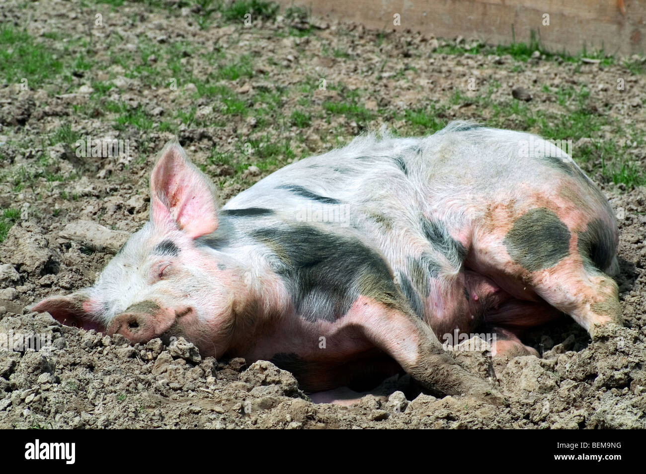 Pietrain Pigs Stock Photos & Pietrain Pigs Stock Images - Alamy