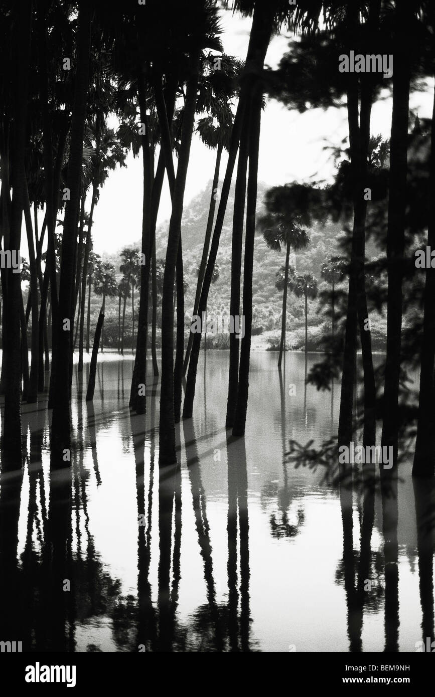 Myanmar (Burma), palm trees in waterscape Stock Photo - Alamy