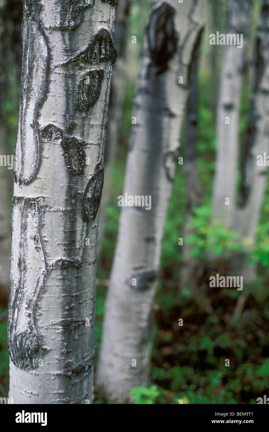 Paper Birch In Taiga