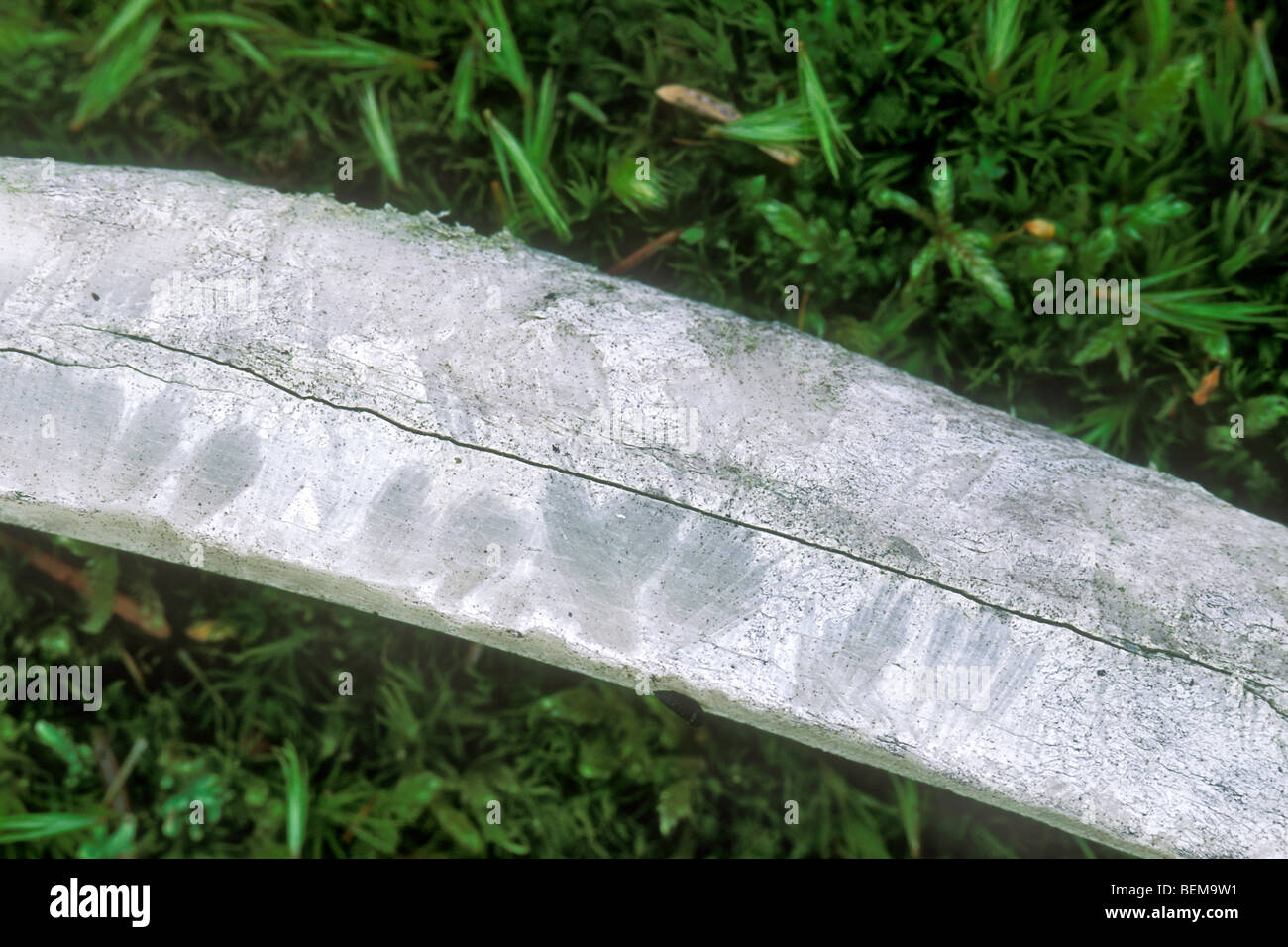 Animal's rib showing gnawing teeth marks from rodents Stock Photo - Alamy