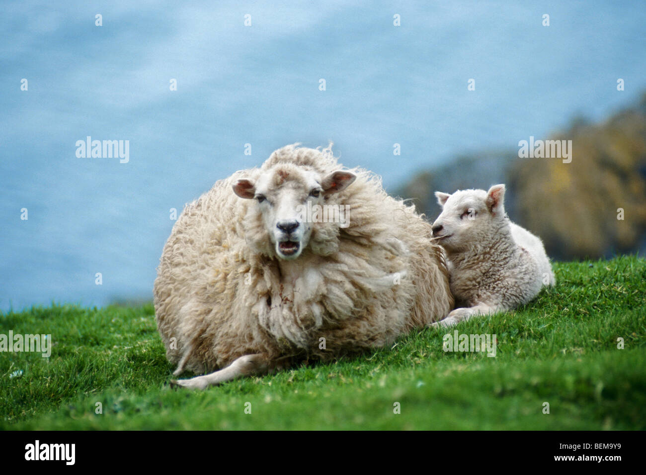 White sheep with lamb (Ovis aries) in Shetland, Scotland, UK Stock ...