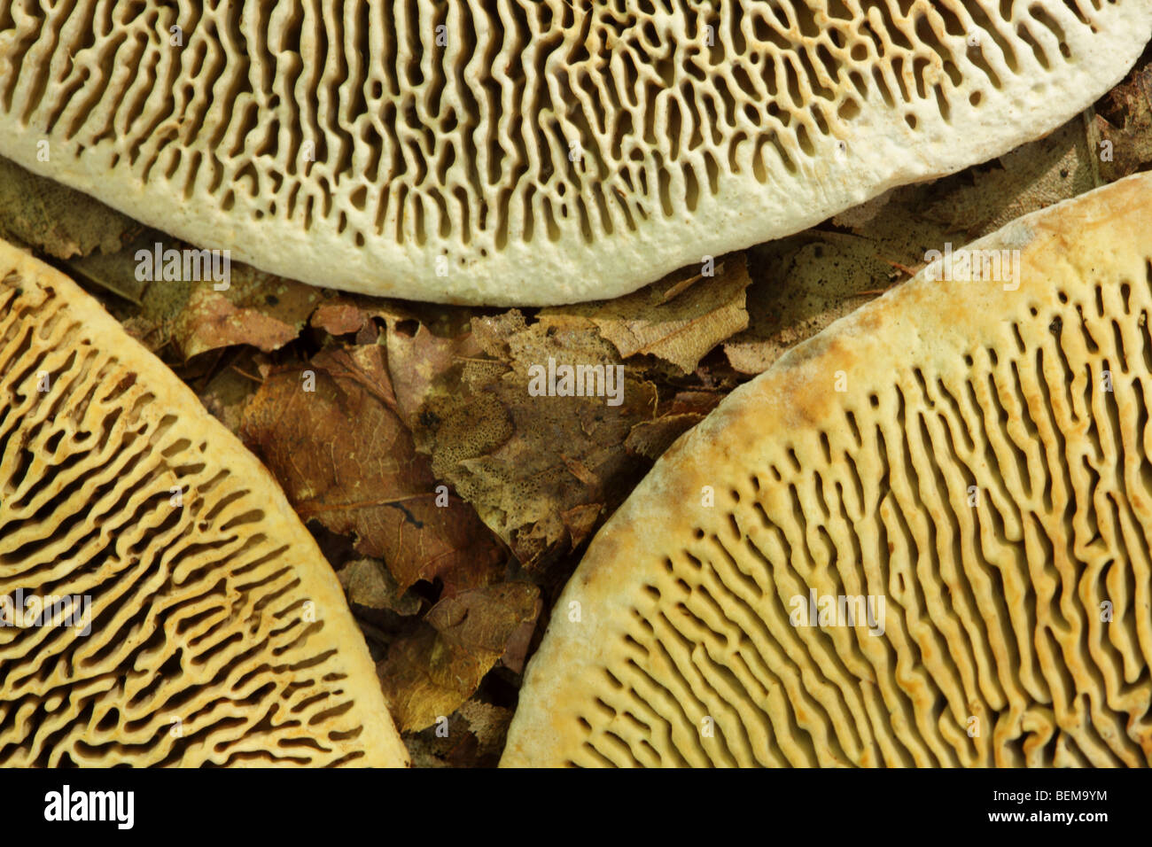 Maze gill fungus showing gill patterns Stock Photo - Alamy