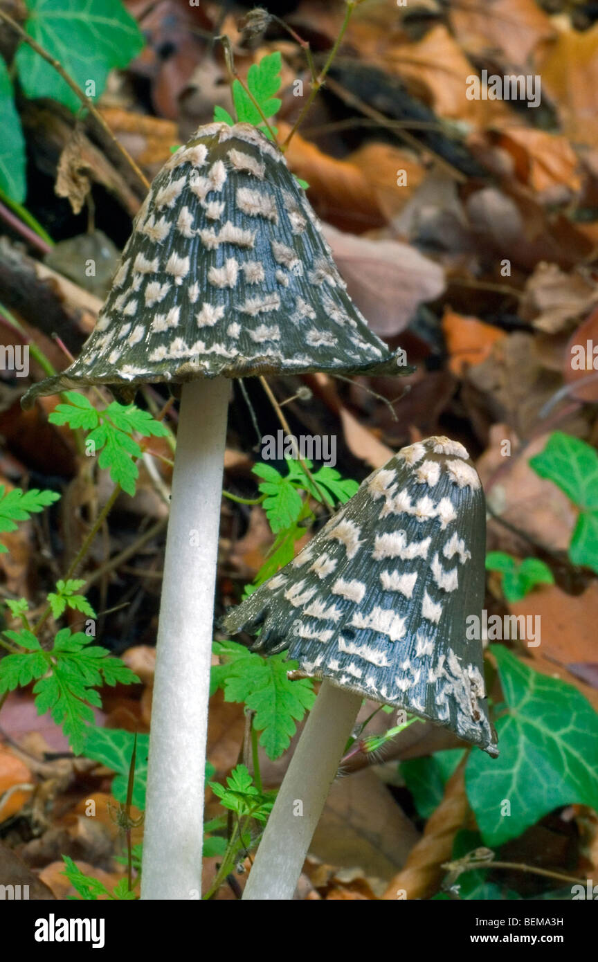 Magpie fungus / Magpie inkcap fungus (Coprinopsis picacea / Agaricus ...