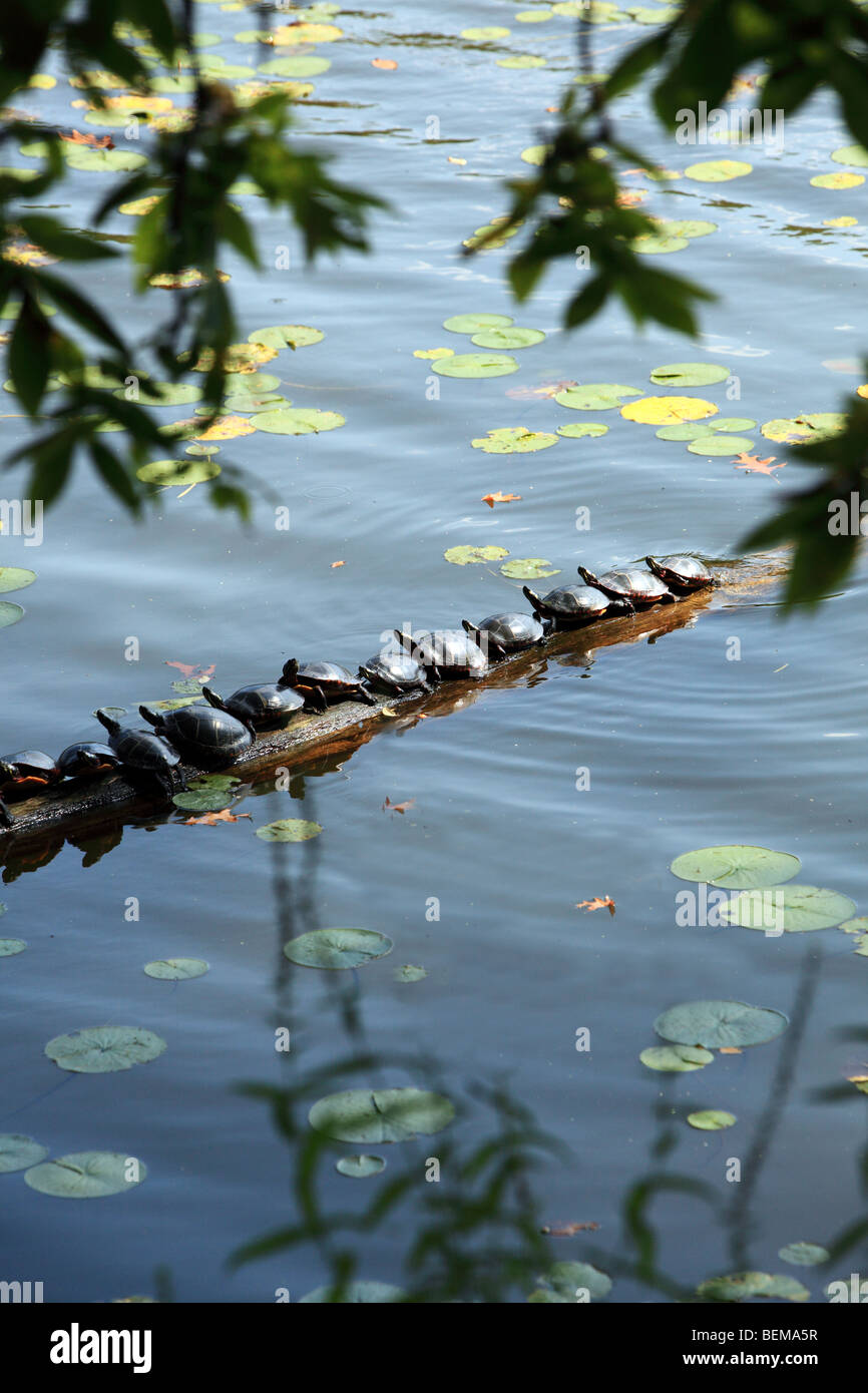 A log with many red snapper turtles basking in the sunshine Stock Photo ...
