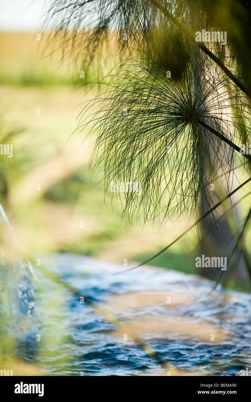 Papyrus growing by water Stock Photo - Alamy