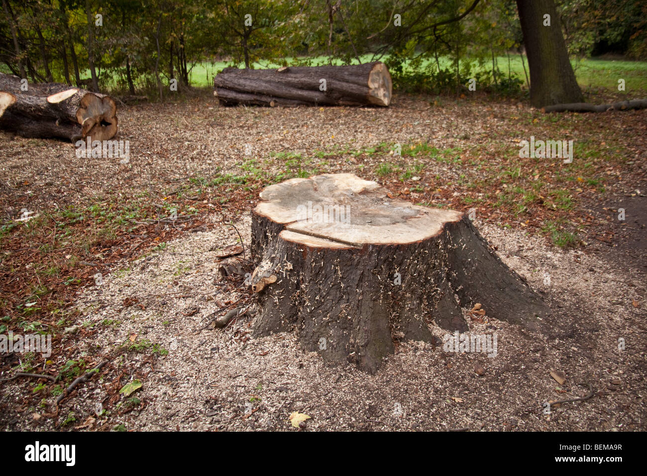 Tree stumps hi-res stock photography and images - Alamy