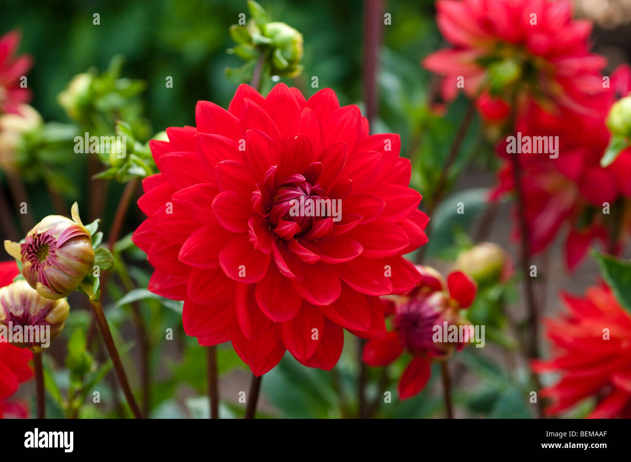 Ruby red flower hi-res stock photography and images - Alamy