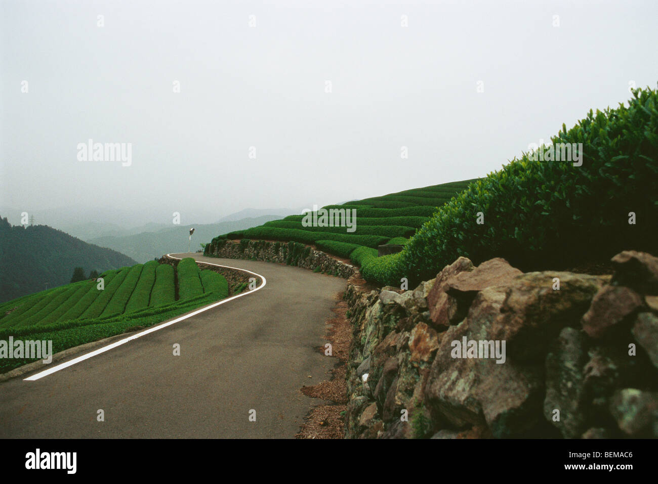 Tea plantation, landscape, Japan Stock Photo - Alamy