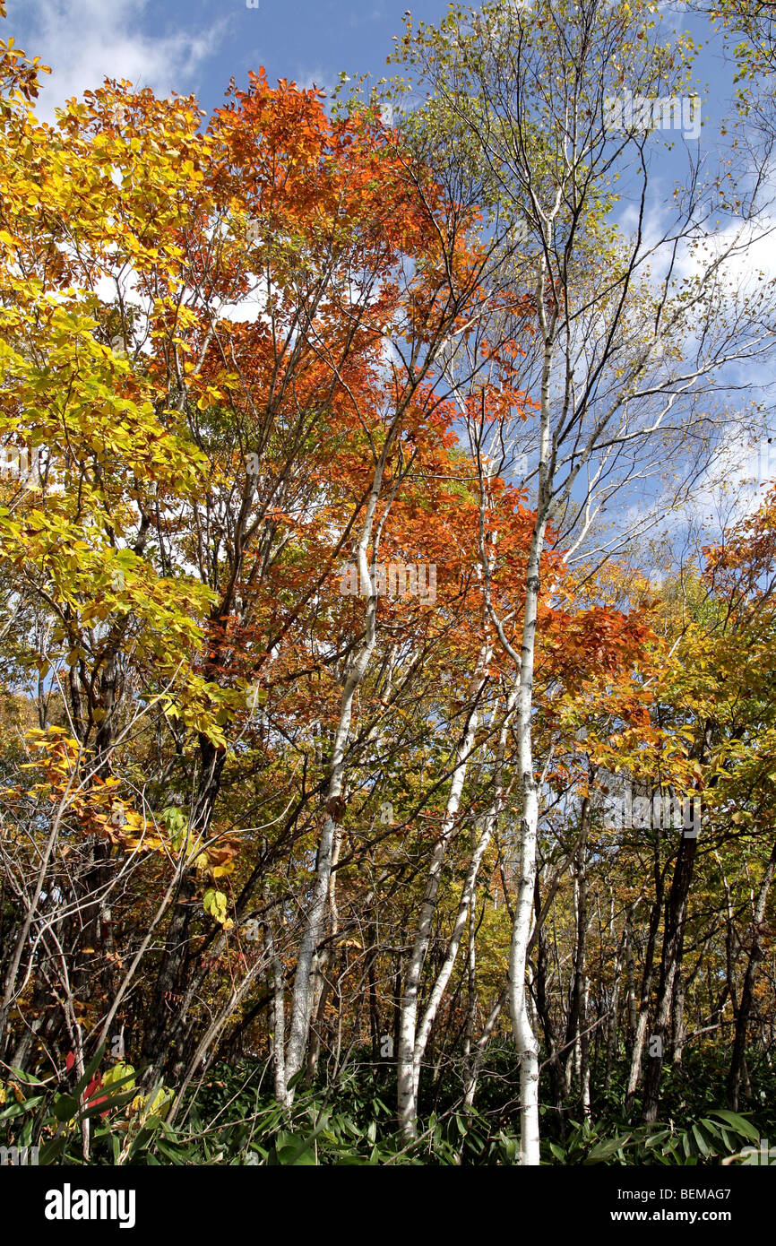 Vibrant colours of a Japanese forest in the Fall Stock Photo - Alamy