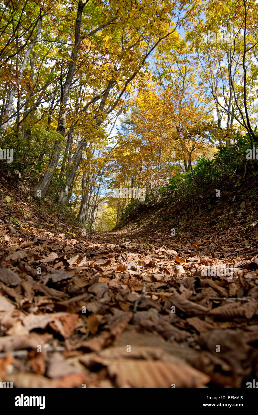 Vibrant colours of a Japanese forest in the Fall Stock Photo - Alamy