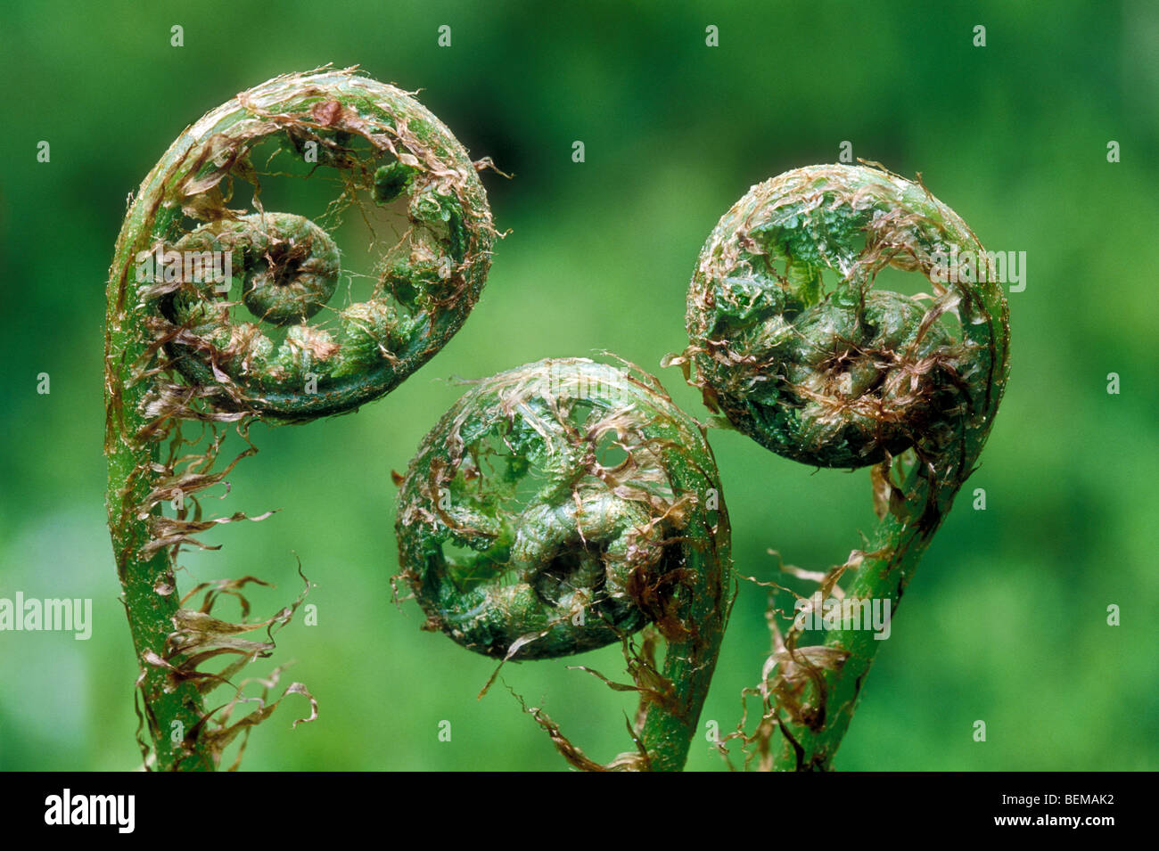 Common bracken fronds unfurling (Pteridium aquilinum) in spring Stock ...