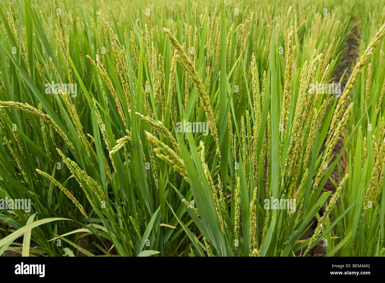 Japan rice fields hi-res stock photography and images - Alamy