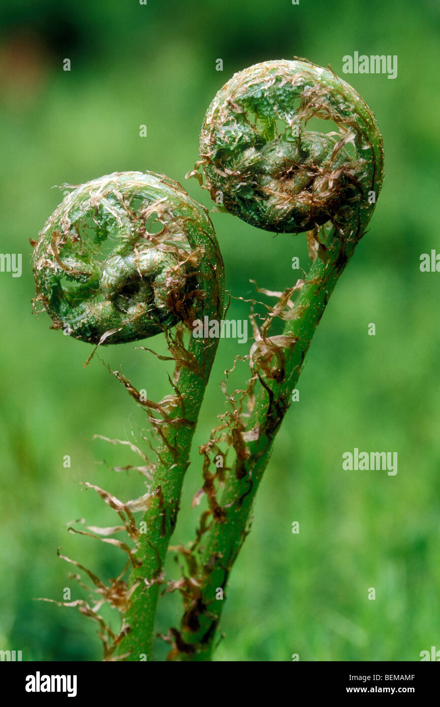 Common bracken fronds unfurling (Pteridium aquilinum) in spring Stock ...