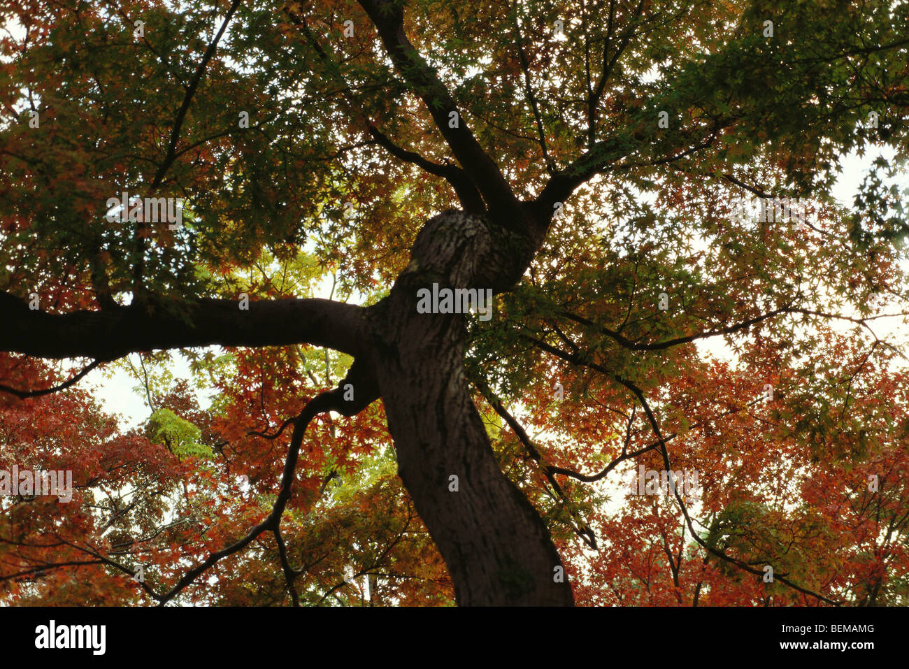 Maple tree, Japan, low angle view Stock Photo - Alamy