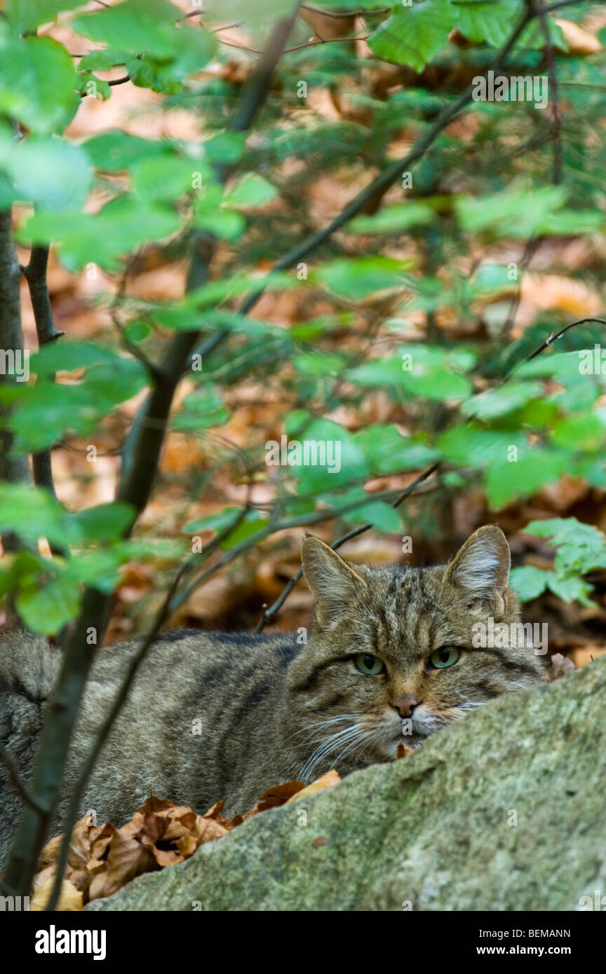 European wild cat (Felis silvestris) resting in forest, Bavarian Forest ...