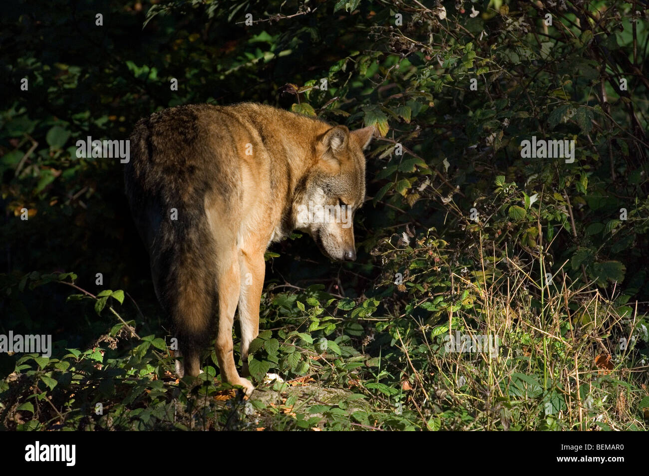 Wolf (Canis lupus) in the bushes, Bavarian Forest, Germany Stock Photo ...