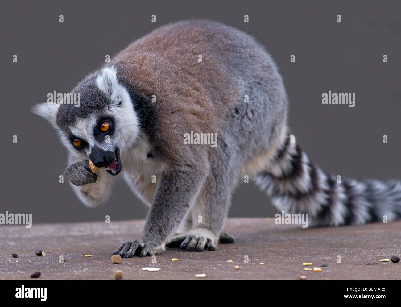 Ring Tailed Lemur (lemur catta) feeding on peanut Stock Photo - Alamy