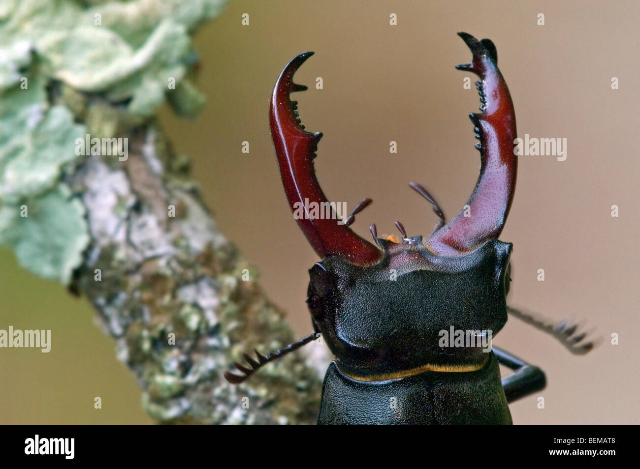 Close up of male stag beetle (Lucanus cervus) on branch, La Brenne ...