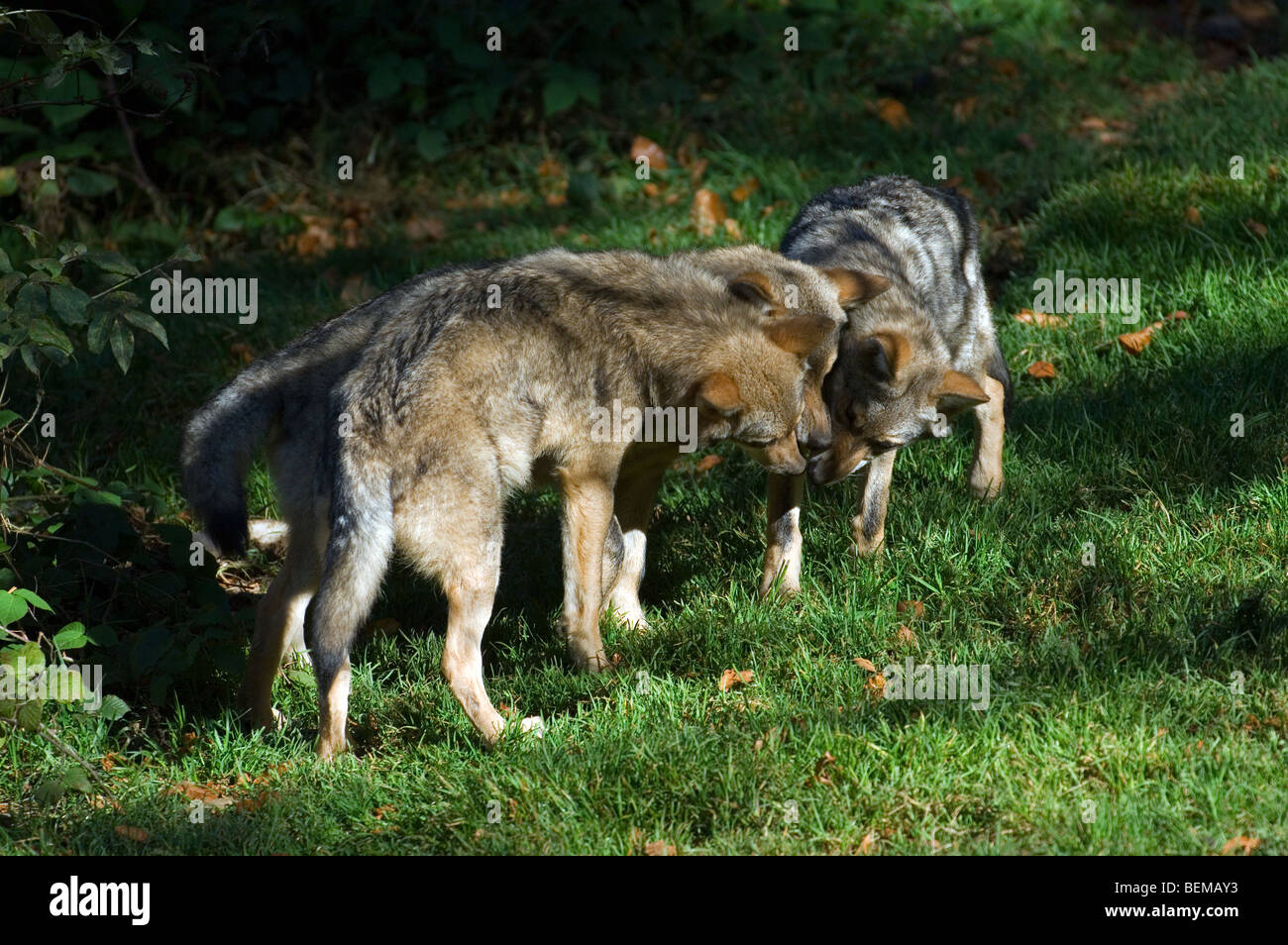Young wolves (Canis lupus) playing in forest, Bavarian Forest, Germany ...