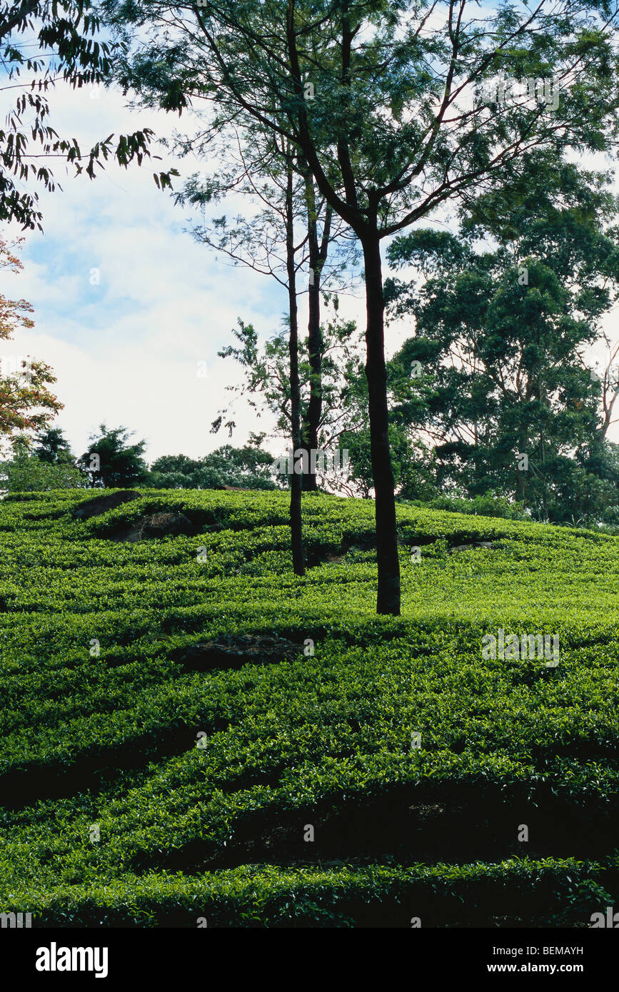 Tea plantation, Sri Lanka Stock Photo - Alamy