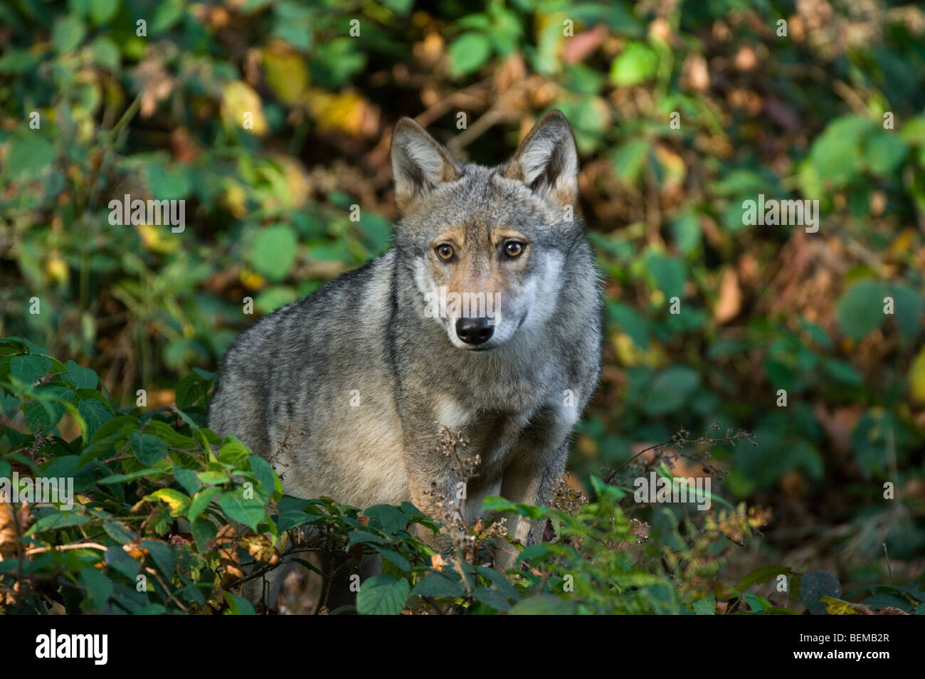 Juvenile Wolf (Canis lupus) in the bushes, Bavarian Forest, Germany ...