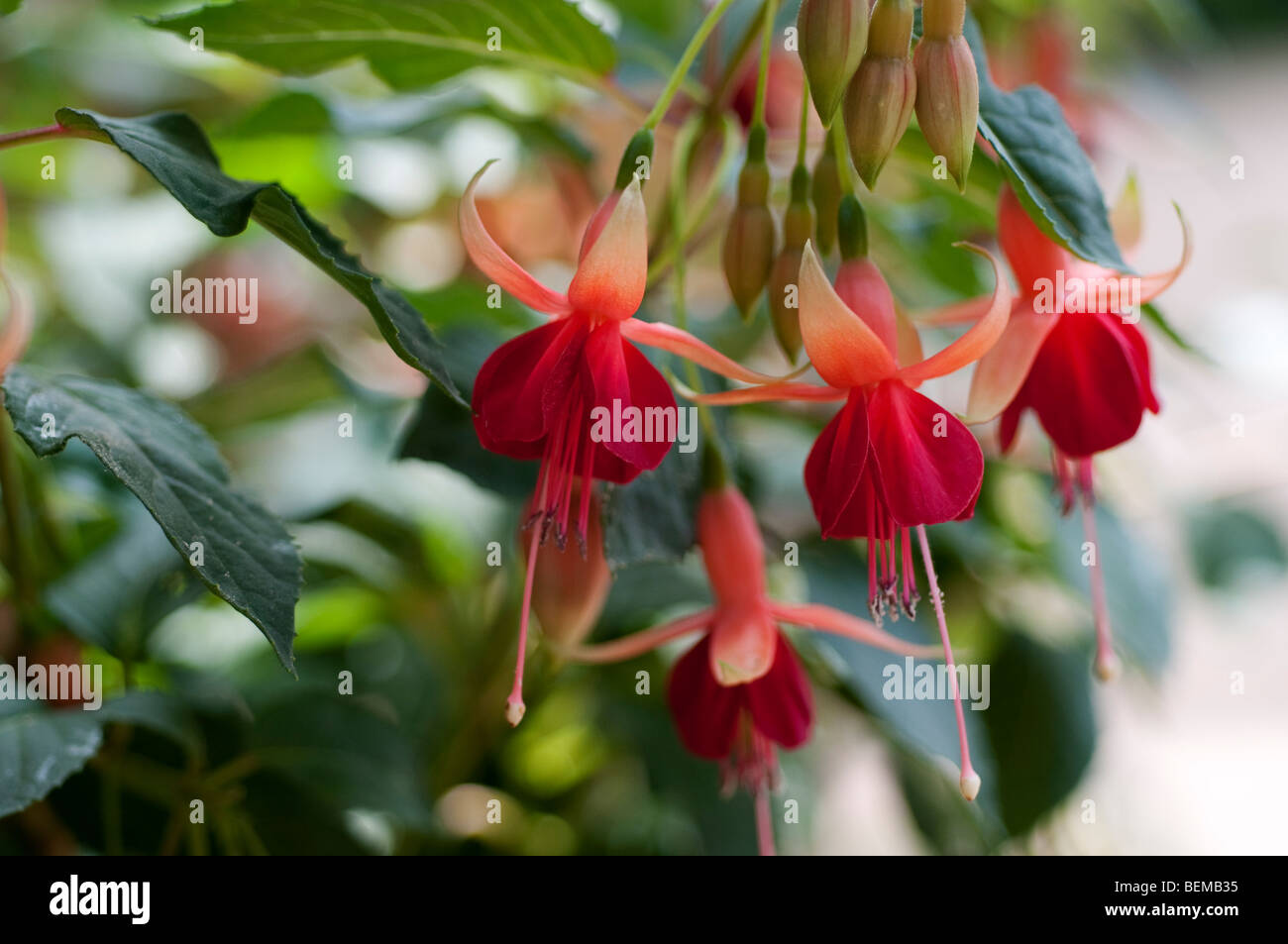 Fuchsia red close hi-res stock photography and images - Alamy