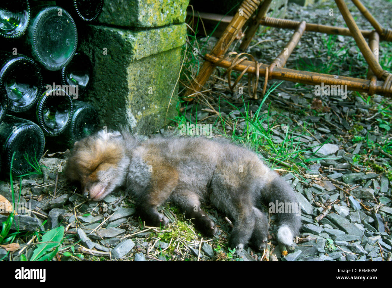 Dead fox cub (Vulpes vulpes) near house, Ardennes, Belgium Stock Photo ...