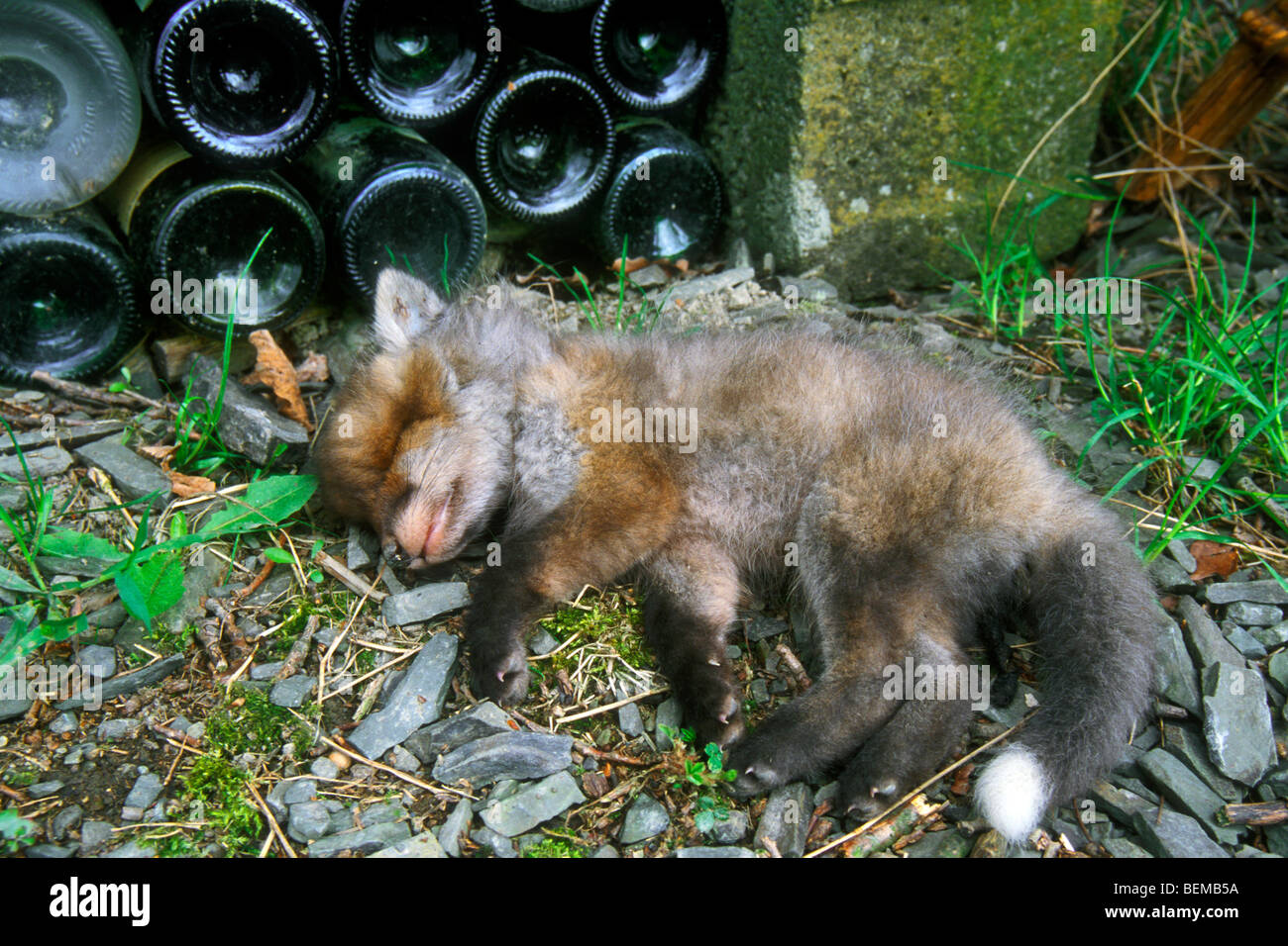 Dead fox cub (Vulpes vulpes) near house, Ardennes, Belgium Stock Photo ...